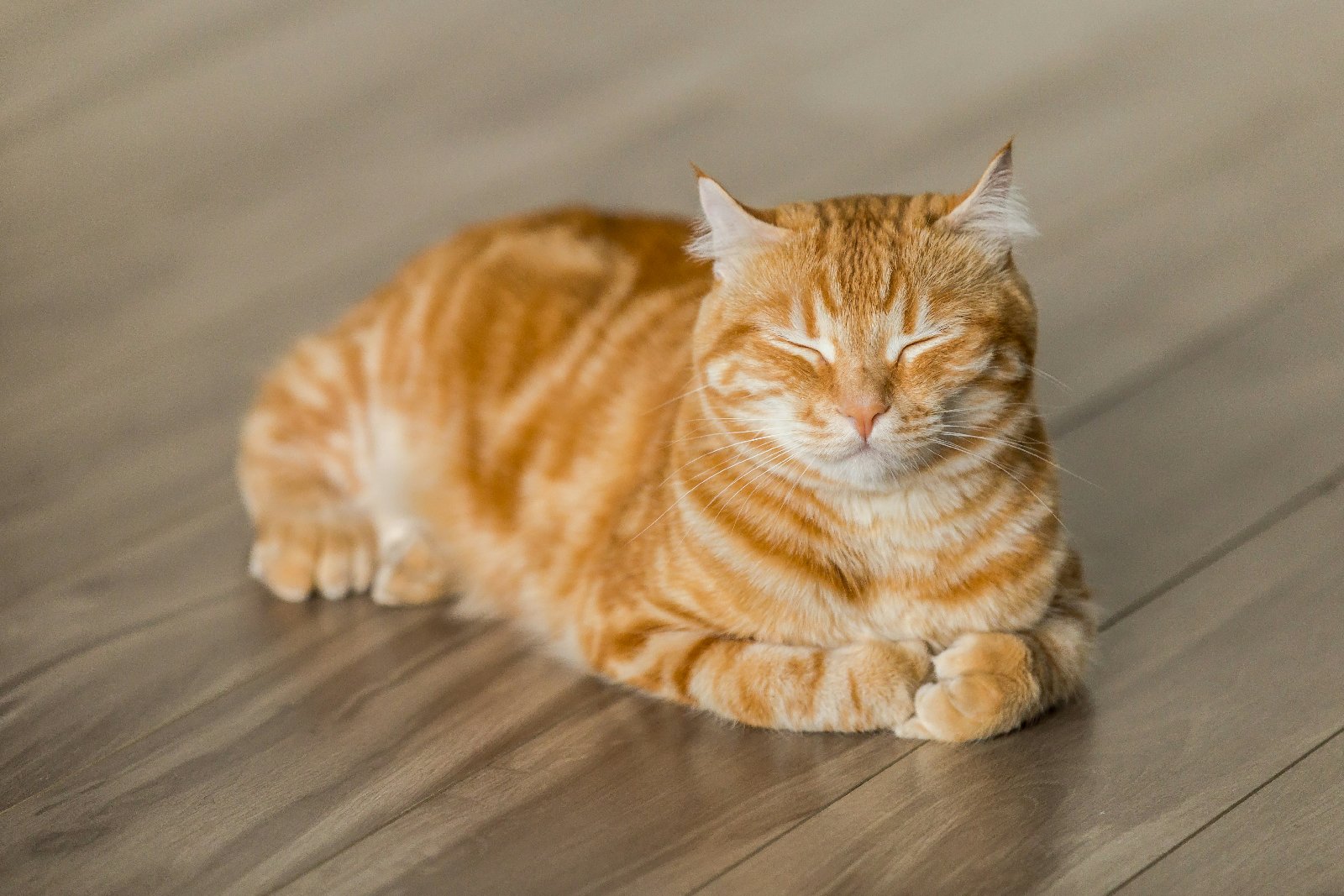 80+ Creative Cat Business Name Ideas to Purr-fect Your Brand