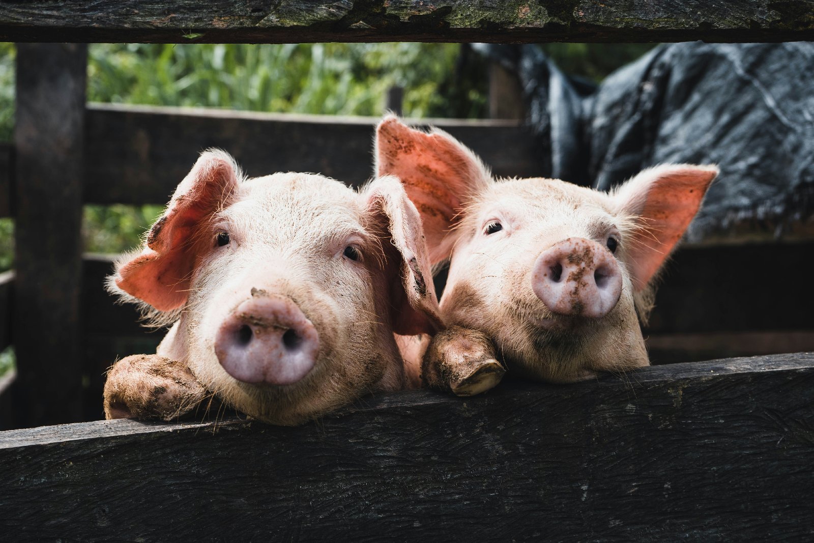 80+ Creative Pig Farm Name Ideas to Grow Your Agricultural Brand