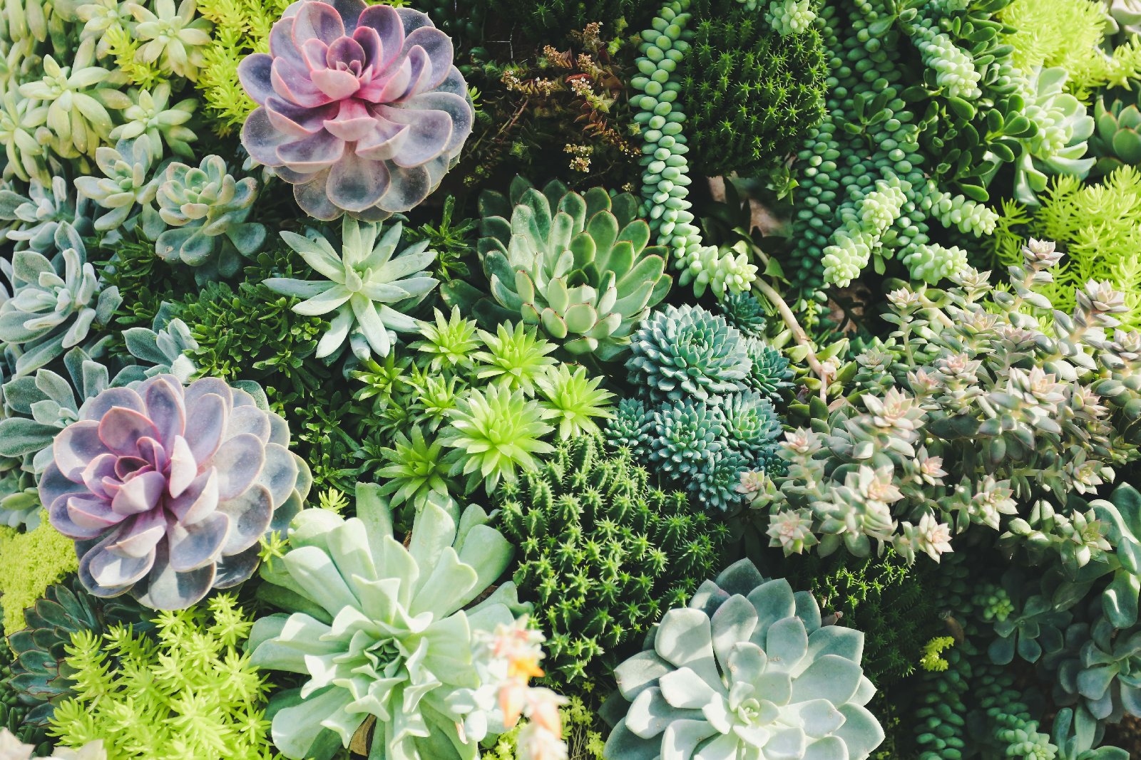 80+ Creative Plant Business Name Ideas to Grow Your Brand