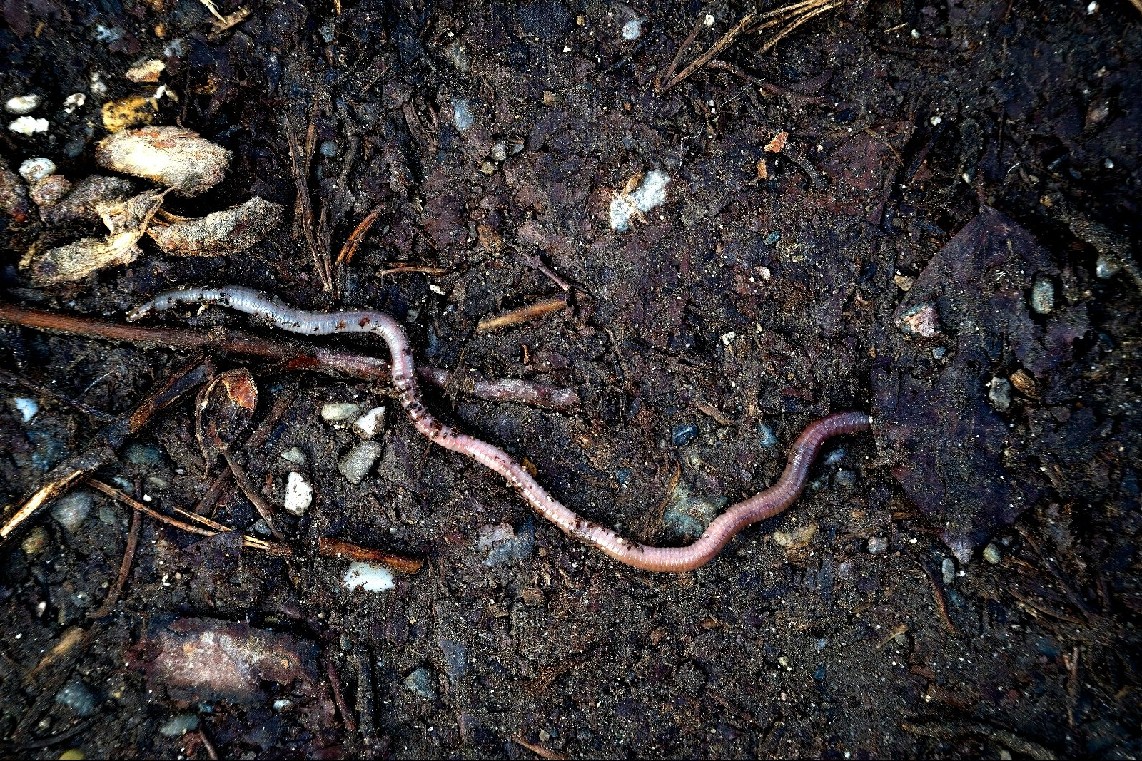 80+ Creative Worm Farm Name Ideas to Cultivate Your Brand